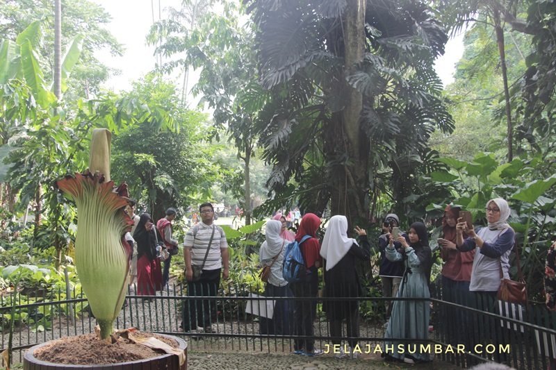 Mengunjungi Kebun Raya Bogor, Menyaksikan Mekarnya Bunga Bangkai ...