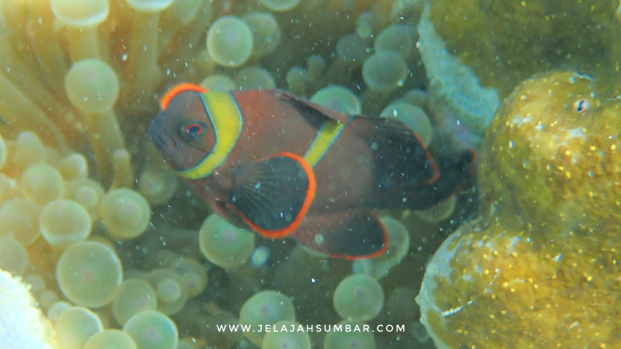 Anemon Laut dan Nemo di Perairan Teluk Mandeh Pesisir Selatan