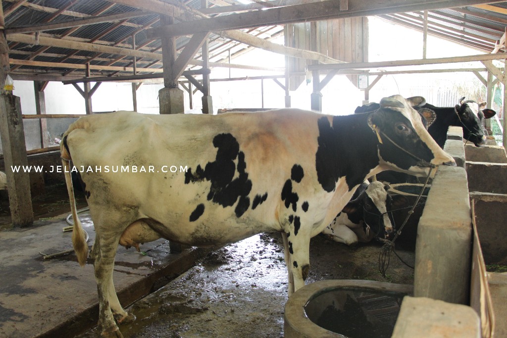 Yuk Berkenalan Dengan Serambi Milk Padang Panjang - Jelajah Sumbar